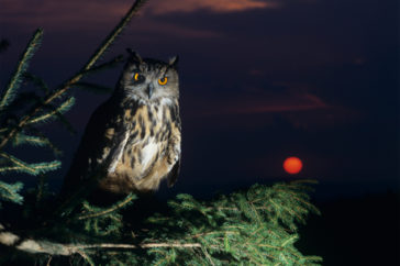 10 Eerie Native American Monsters - Listverse