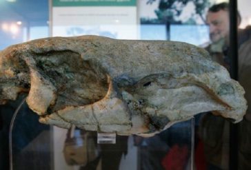 10 Terrifyingly Huge Rodents - Listverse