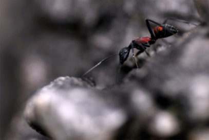 10 Disturbingly Weird Parasites - Listverse