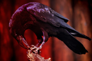 10 Stories of Terrifying Pack Behavior - Listverse