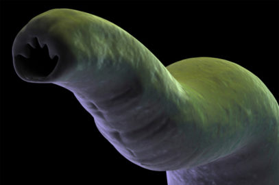 10 Disturbingly Weird Parasites - Listverse