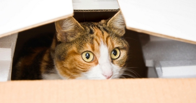 10 Bizarre Traditions That Prove Europe Secretly Hates Animals - Listverse