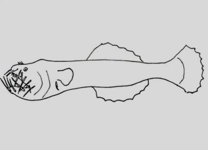 10 Creepy Deep-Sea Creatures You Never Heard Of - Listverse