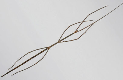 10 Incredible Abilities Of Stick Insects - Listverse