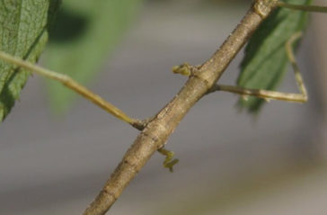 10 Incredible Abilities Of Stick Insects - Listverse