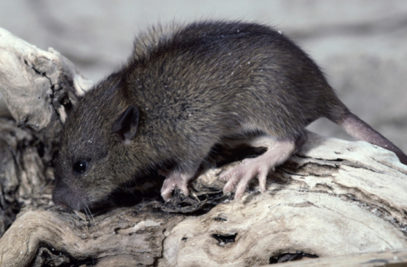 10 Fascinating Theories Surrounding Easter Island - Listverse