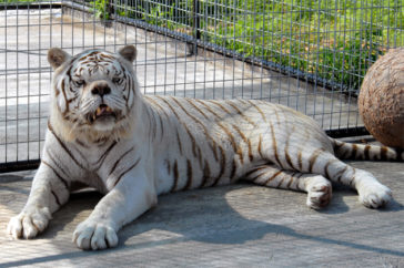 10 Bizarre Birth Mutations In Animals - Listverse