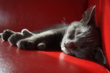 10 Bizarre Birth Mutations In Animals - Listverse