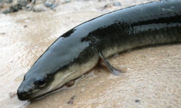 10 Seafood Facts That Will Surprise You - Listverse