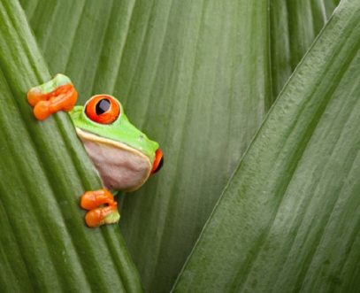 10 Frogs With Freakish Superpowers - Listverse
