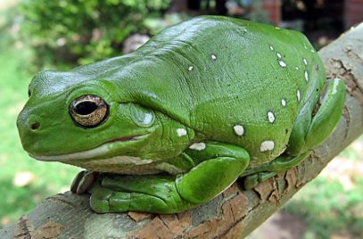 10 Frogs With Freakish Superpowers - Listverse