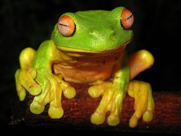 10 Frogs With Freakish Superpowers - Listverse