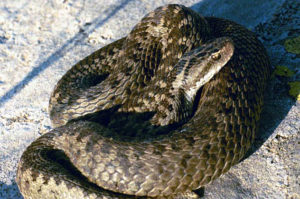 Top 10 Rarest Snakes In The World - Listverse