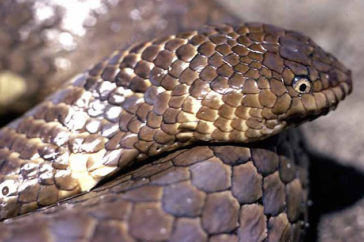 Top 10 Rarest Snakes In The World - Listverse