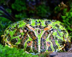 10 Frogs With Freakish Superpowers - Listverse