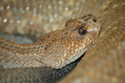 Top 10 Rarest Snakes In The World - Listverse