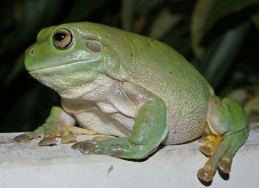 10 Frogs With Freakish Superpowers - Listverse