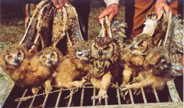 10 Ways Religion And Superstition Have Led To Animal Cruelty - Listverse