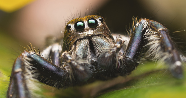 10 Ways Spiders Are Just Misunderstood - Listverse