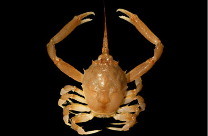 10 Weird And Wonderful Species Of True Crabs - Listverse