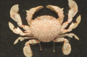 10 Weird And Wonderful Species Of True Crabs - Listverse