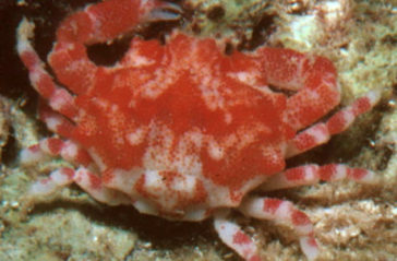 10 Weird And Wonderful Species Of True Crabs - Listverse