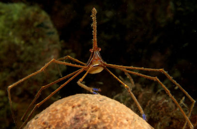 10 Weird And Wonderful Species Of True Crabs - Listverse