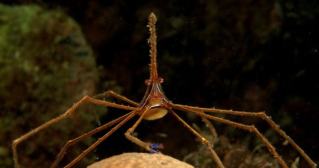 10 Weird And Wonderful Species Of True Crabs - Listverse