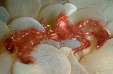 10 Weird And Wonderful Species Of True Crabs - Listverse