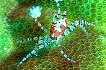 10 Weird And Wonderful Species Of True Crabs - Listverse