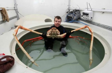 10 Weird And Wonderful Species Of True Crabs - Listverse