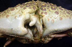 10 Weird And Wonderful Species Of True Crabs - Listverse