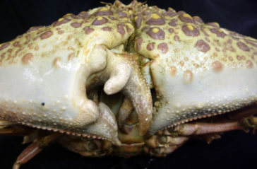 10 Weird And Wonderful Species Of True Crabs - Listverse