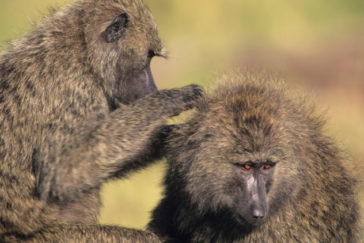 10 Wild And Shocking Tales Of Baboons - Listverse