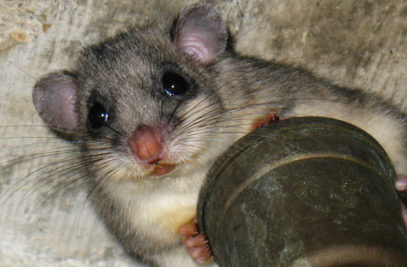 10 Of The Strangest Foods People Ate Through History - Listverse