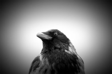 10 Crows And Ravens From World Religion - Listverse