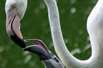 10 Weird And Untold Facts About Milk - Listverse