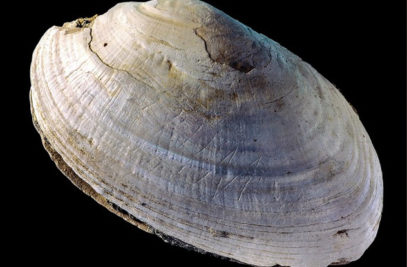 10 Of The Oldest Artifacts In The World - Listverse