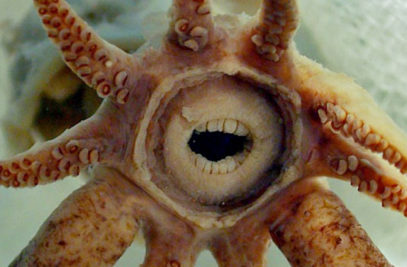 10 Undersea Creatures With Terrifying Teeth - Listverse