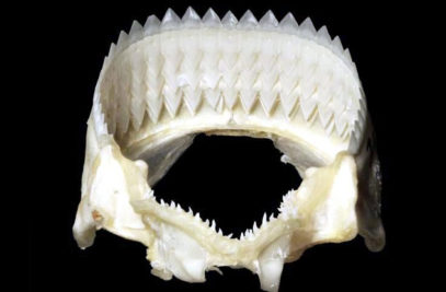 10 Undersea Creatures With Terrifying Teeth - Listverse