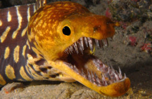 10 Undersea Creatures With Terrifying Teeth - Listverse