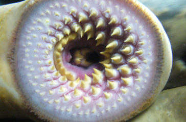 10 Undersea Creatures With Terrifying Teeth - Listverse