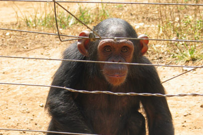 10 Deadly Diseases We Picked Up From Animals - Listverse