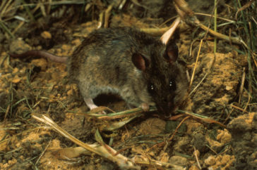 10 Deadly Diseases We Picked Up From Animals - Listverse