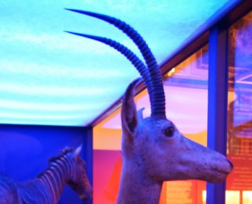 10 Extraordinary Extinct Animals - Listverse