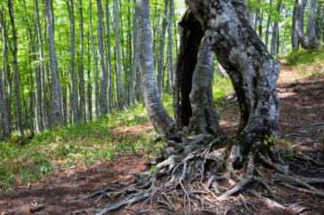 10 Freaky Things You Won't Believe Trees Can Actually Do - Listverse