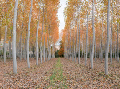 10 Freaky Things You Won't Believe Trees Can Actually Do - Listverse