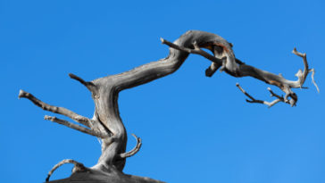 10 Freaky Things You Won't Believe Trees Can Actually Do - Listverse