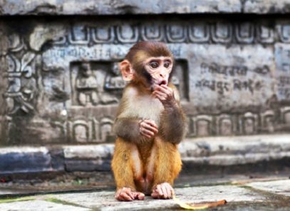 10 Ways Monkeys Are More Like Us Than We Think - Listverse