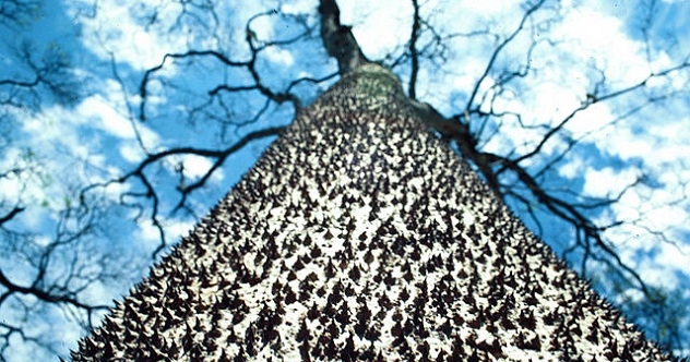 10 Freaky Things You Won't Believe Trees Can Actually Do - Listverse